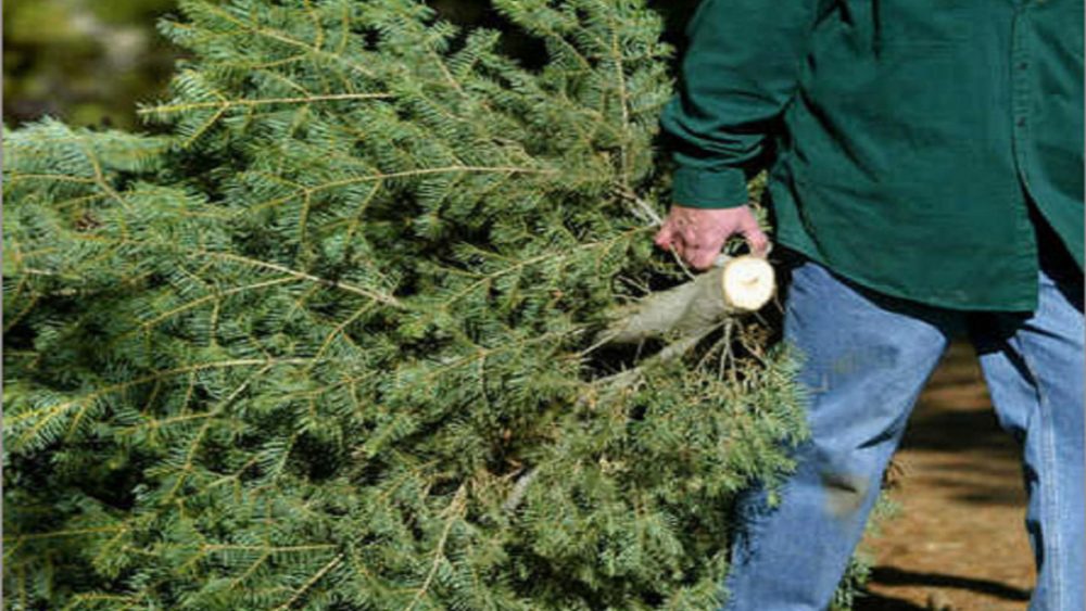 Recycle your real Christmas Tree - Newbiggin by the Sea Town Council